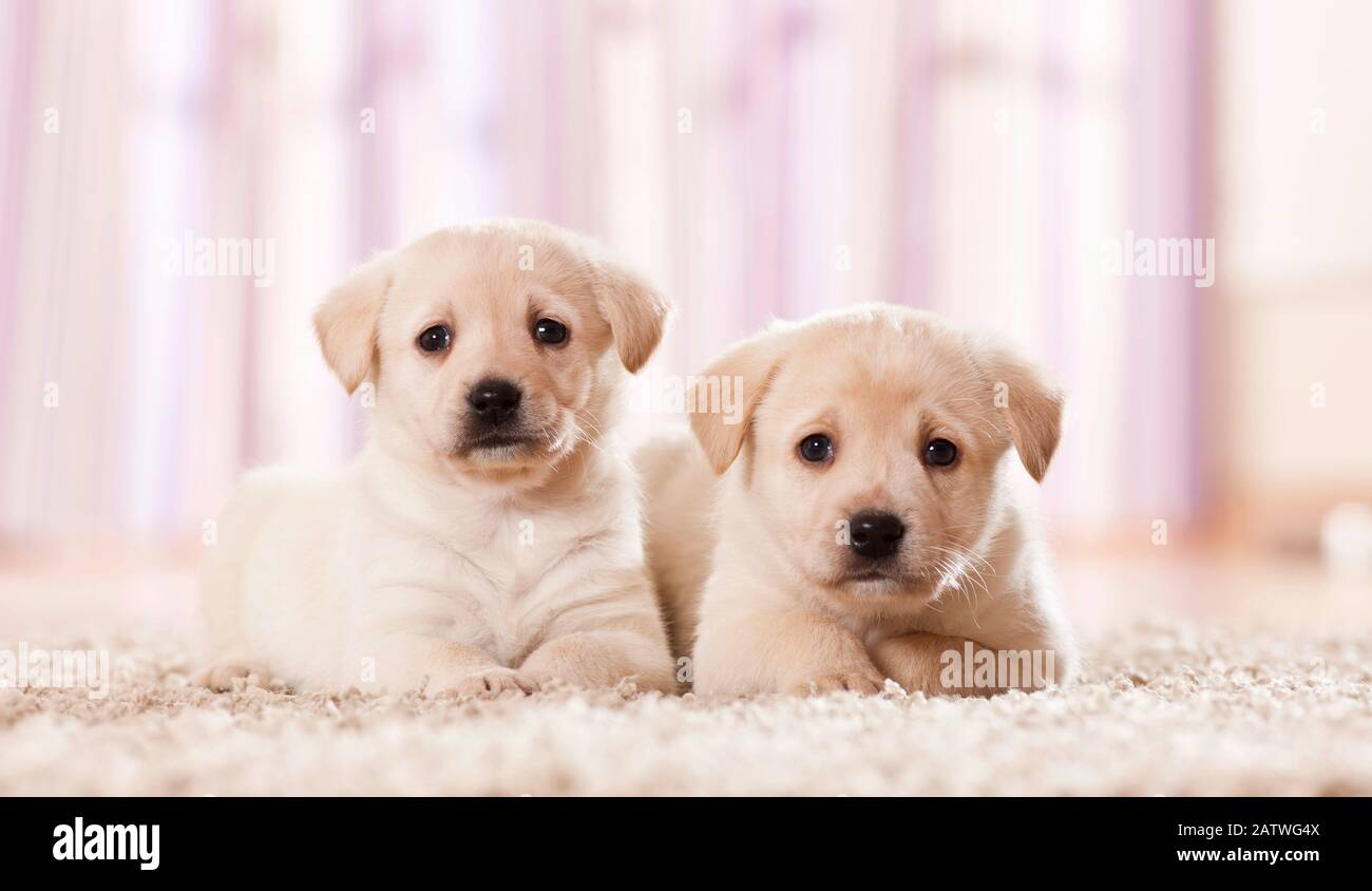 Labrador Retriever. Two puppies lying on a carpet. Germany Stock Photo ...