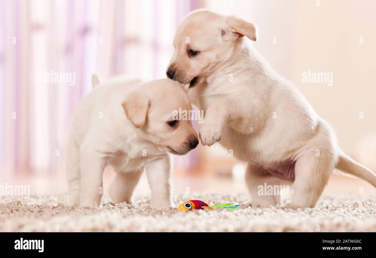 Dog biting ear hi-res stock photography and images - Alamy