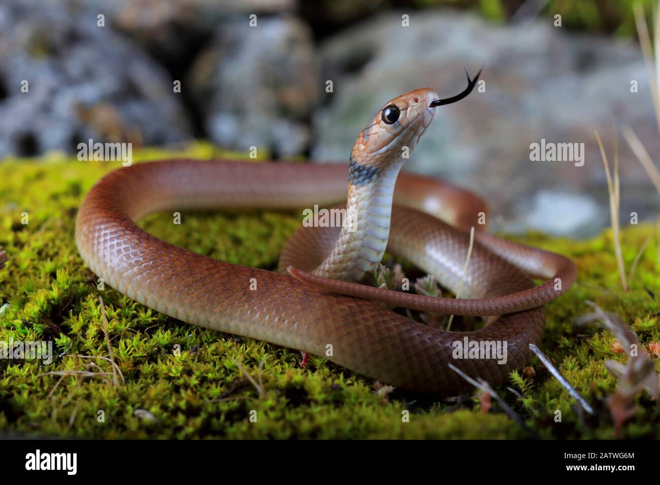 Eastern brownsnake (Pseudonaja textilis) juvenile. Australia Stock ...