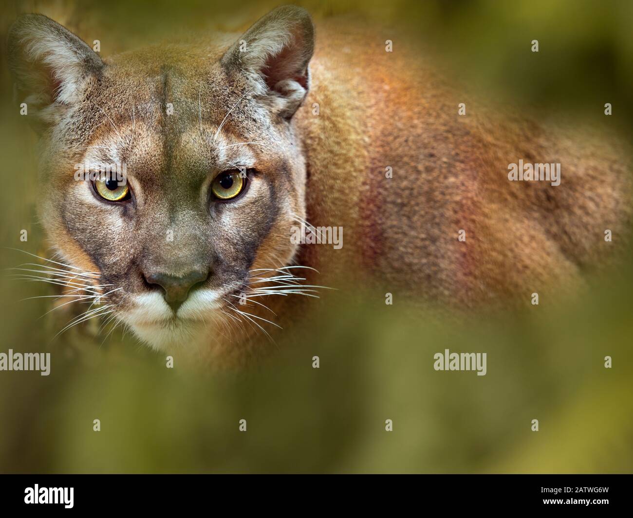 Puma hi-res stock photography and images - Alamy