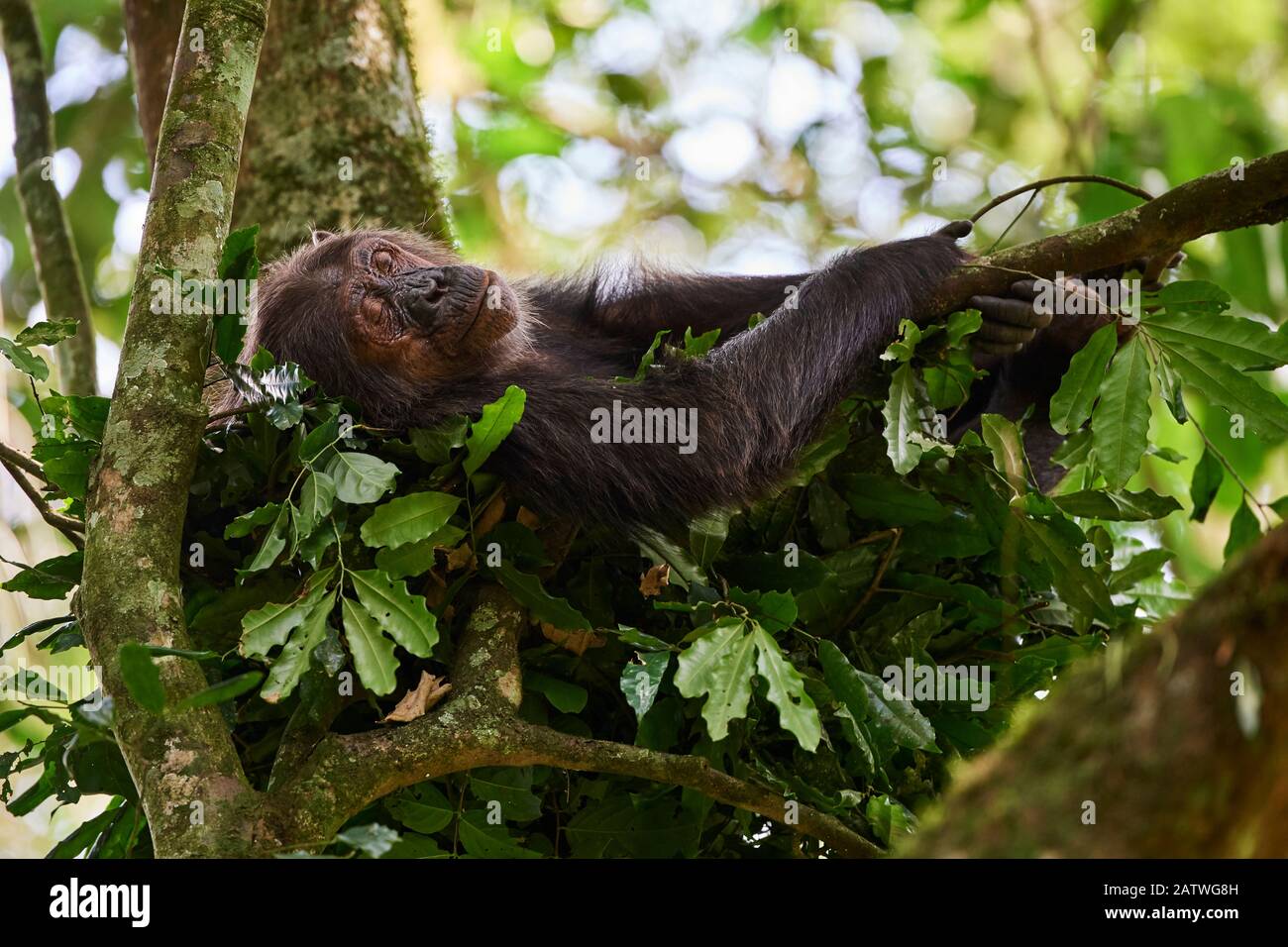 Common chimpanzee rest in tree hi-res stock photography and images - Alamy