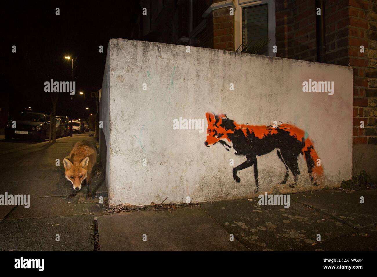 Red Fox (Vulpes Vulpes) next to red fox graffiti art at night. North ...