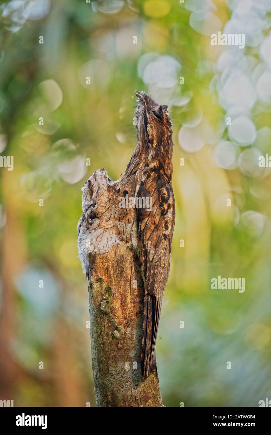 Lesser potoo hi-res stock photography and images - Alamy