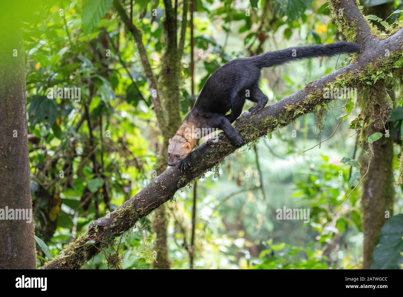 Tayra (Eira barbara) climbing in a tree in rainforest habitat with fern ...