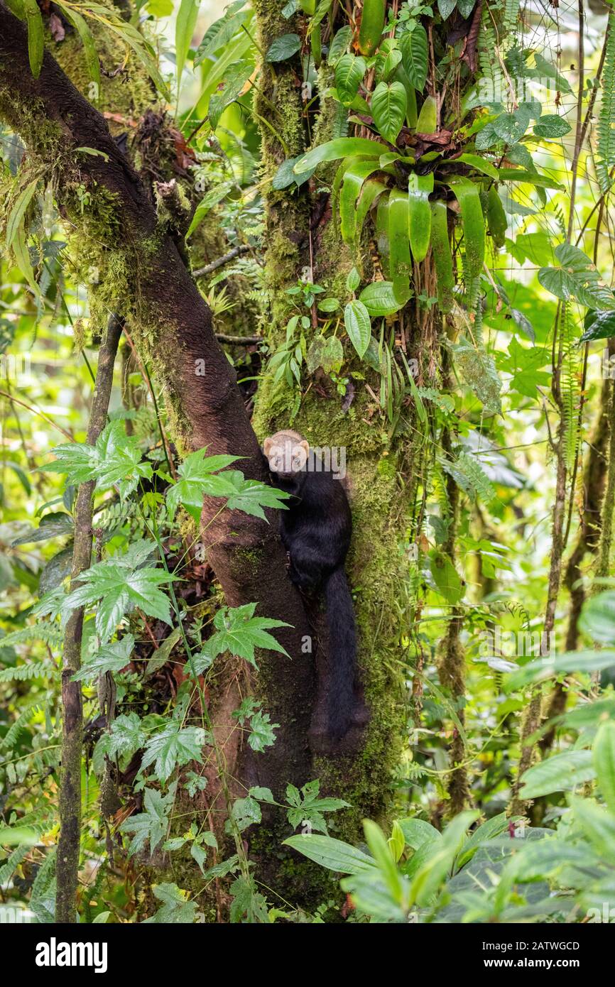 Tayra (Eira barbara) climbing in a tree in rainforest habitat with fern ...