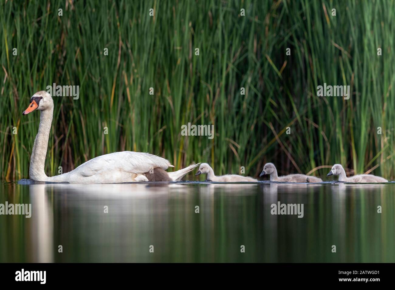 Mute swan (cygnus olor) family, Valkenhorst Nature Reserve ...