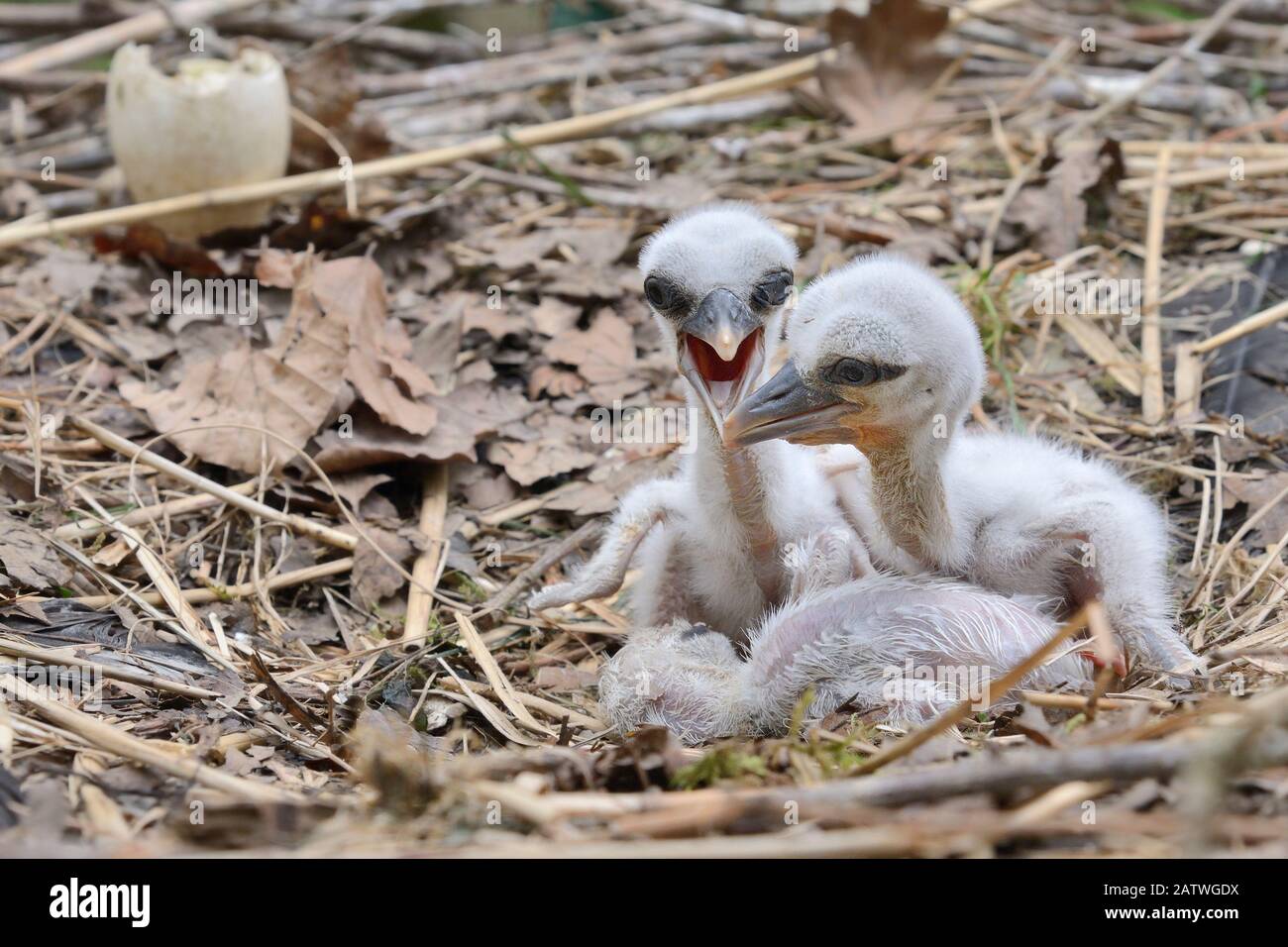 Knepp knepp rewilding project hi-res stock photography and images - Alamy