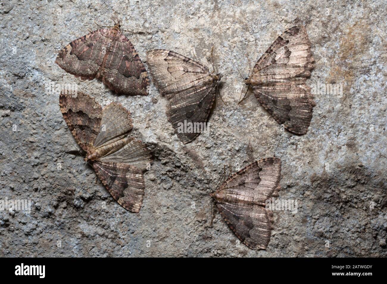 Group of Tissue moths (Triphosa dubitata) hibernating in a limestone ...