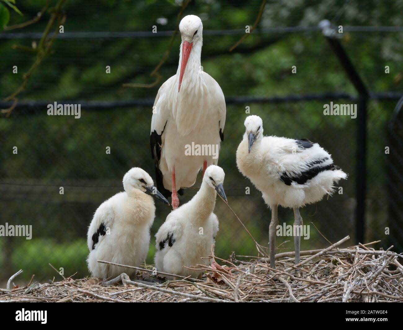White stork (Ciconia ciconia) parent standing beside its three ...
