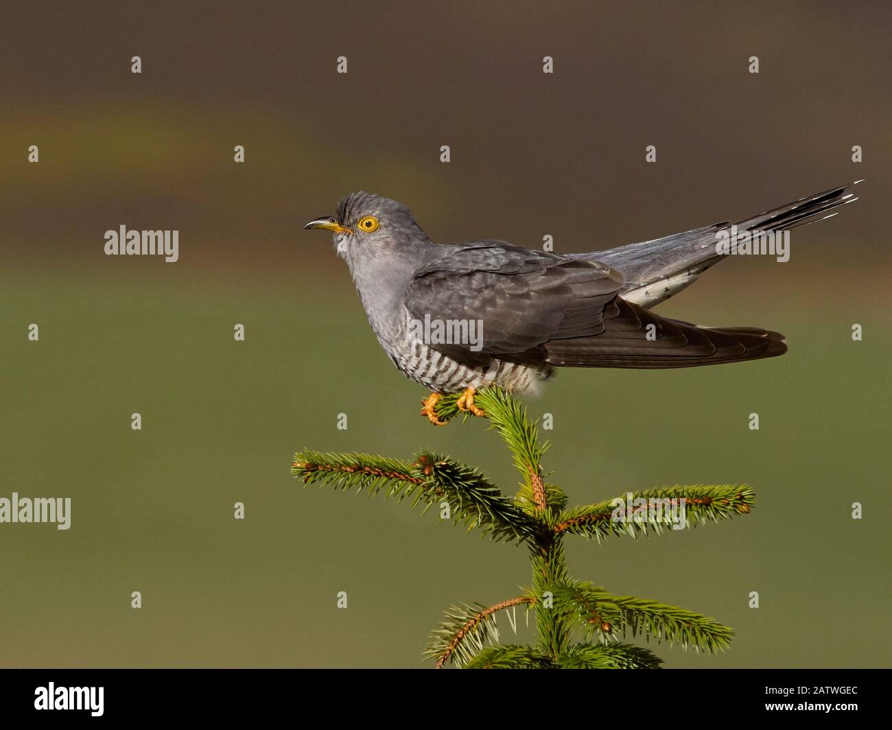 Cuckoo (Cuculus canorus) in habitat, Wales, UK, May Stock Photo - Alamy