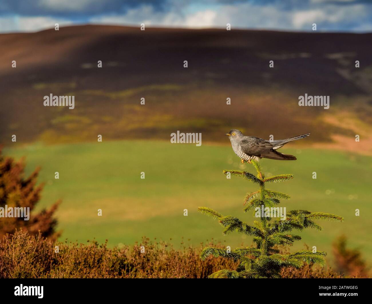 Conifer tree wales hi-res stock photography and images - Alamy