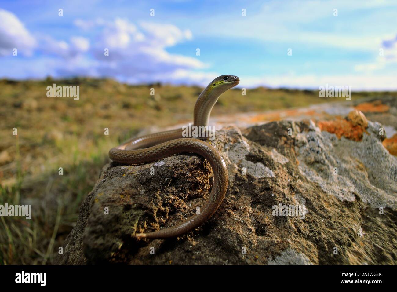 Delma impar hi-res stock photography and images - Alamy