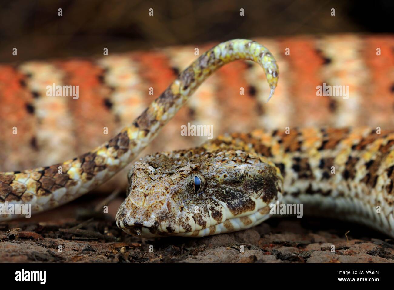 Rough-scaled death adder (Acanthophis rugosus) waving tip of tail as a ...