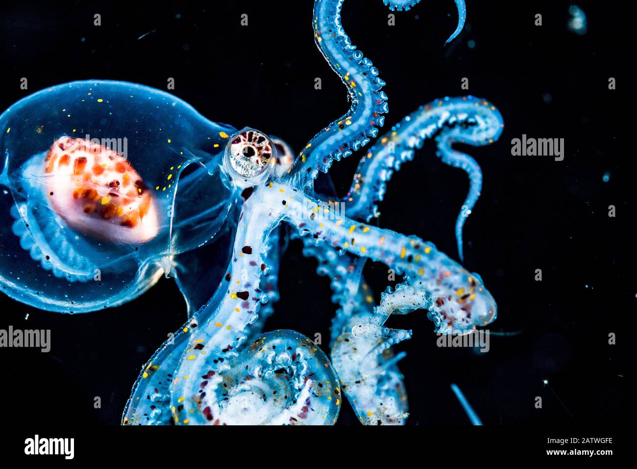 Larval Wonderpus octopus (Wunderpus photogenicus) drifting in the open ...