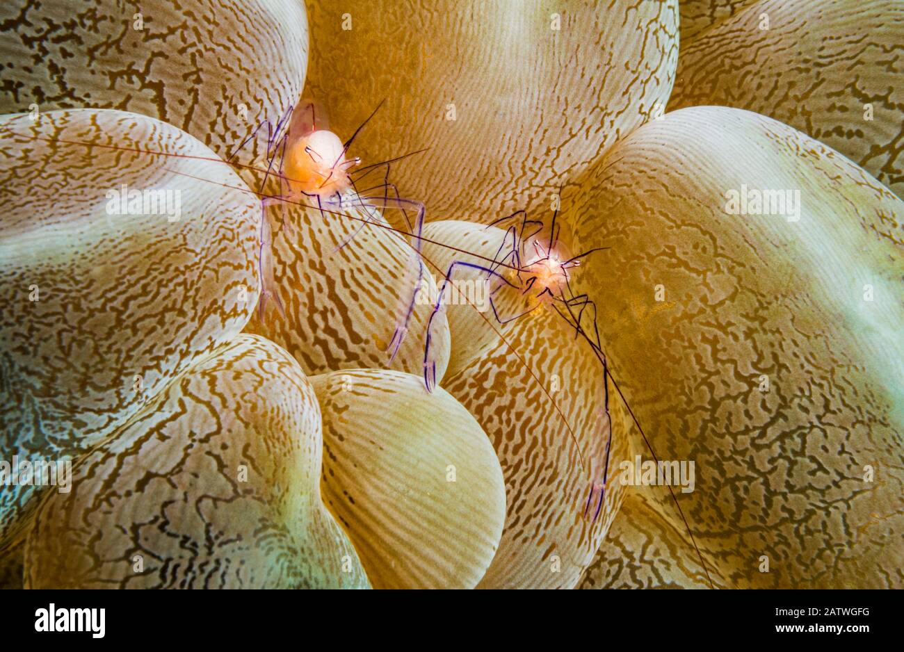 Bubble coral shrimp (Vir philippinensis) on Bubble coral (Plerogyra sp ...