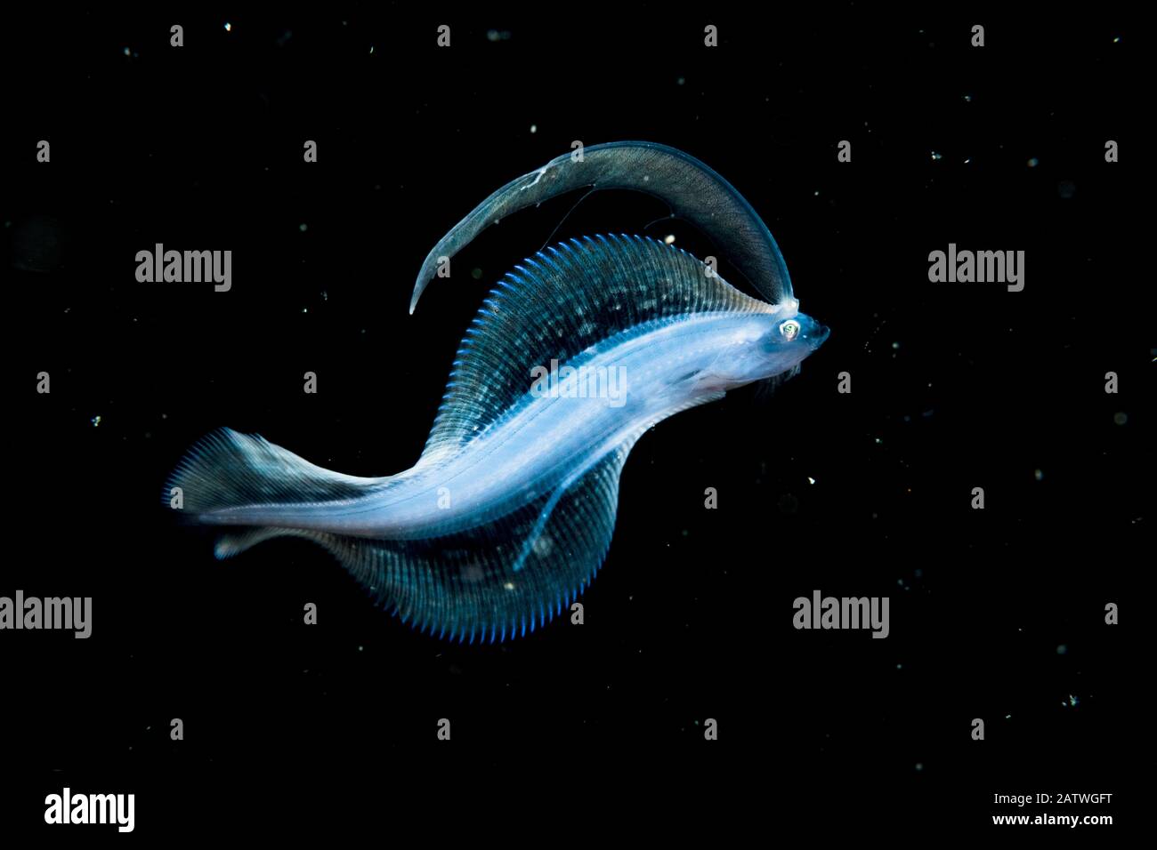 Larval flounder (possibly Laeops Kitahara) in the open ocean at night ...