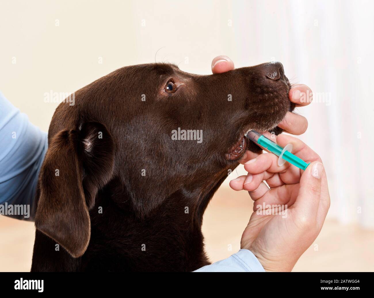 Labrador Retreiver. Adminstering a liquid medicine with the help of a ...