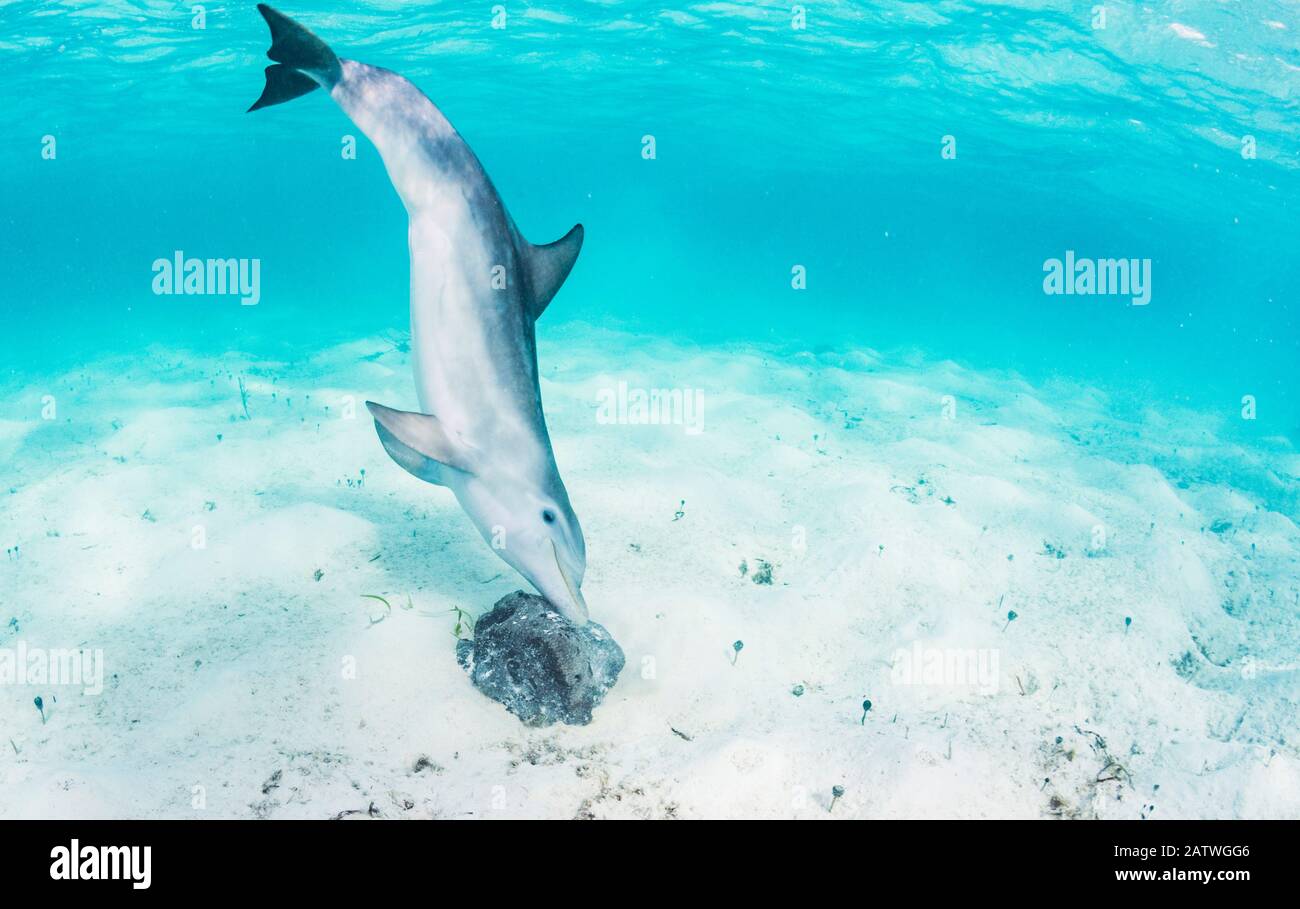 Bottlenose dolphin (Tursiops truncatus) underwater rubbing herself on a ...