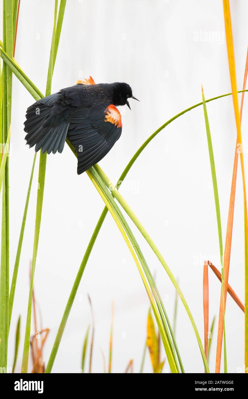 Icterid blackbird hi-res stock photography and images - Alamy