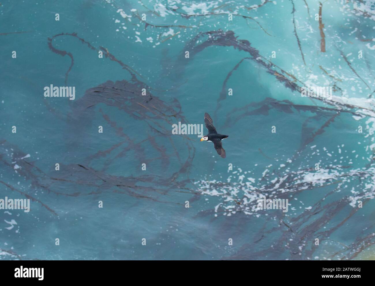 Flying bird from above hi-res stock photography and images - Alamy