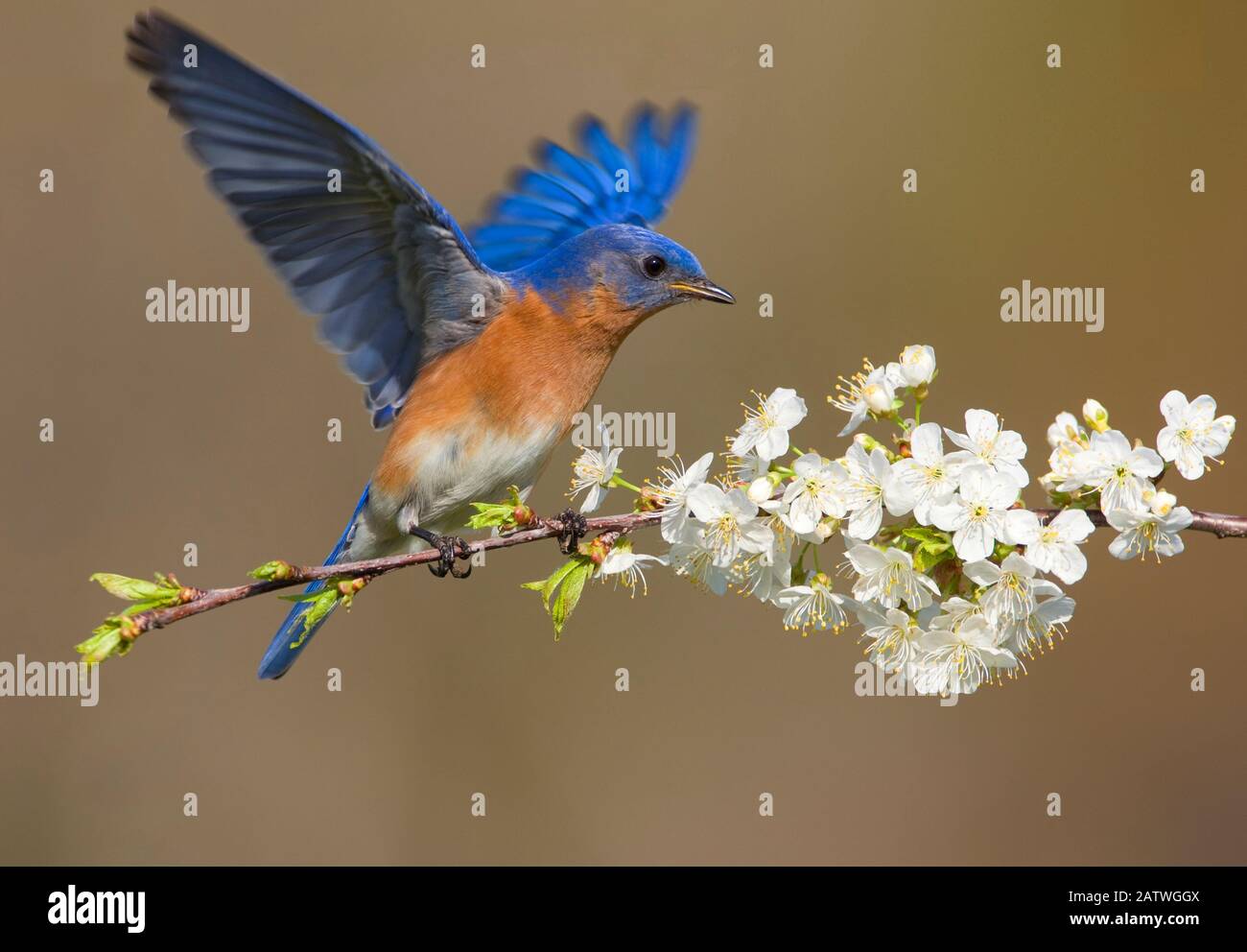 Eastern bluebird (Sialia sialis) male fluttering wings while perched on ...