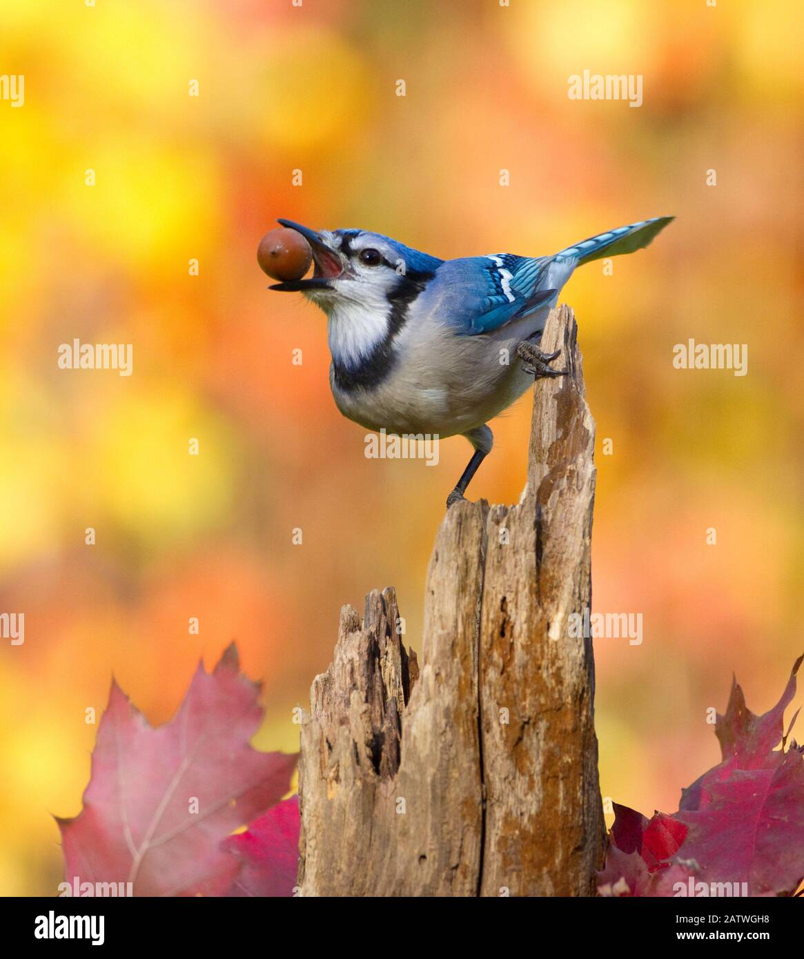 Eastern blue jay hi-res stock photography and images - Alamy