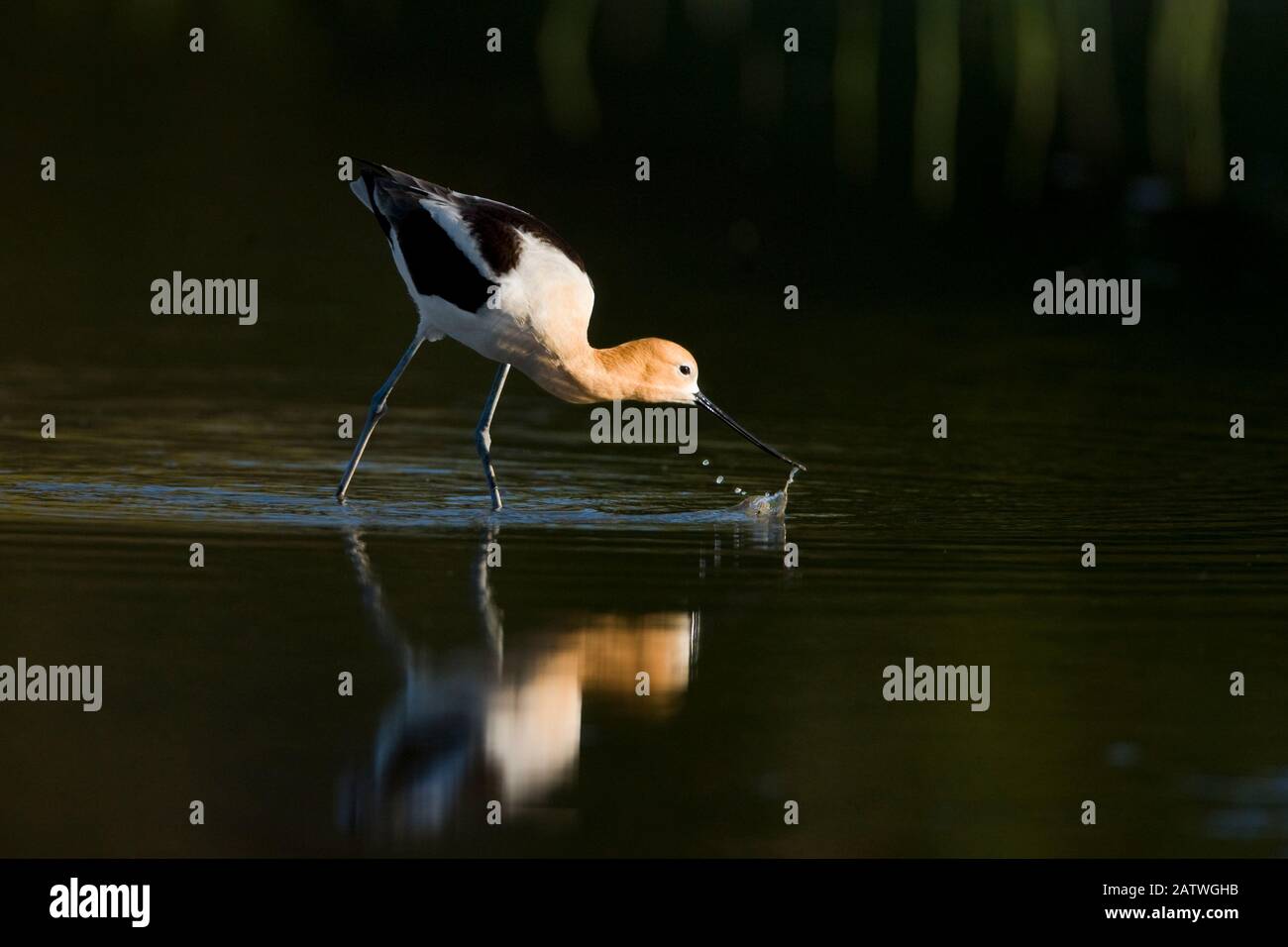 Avocet bird hi-res stock photography and images - Alamy