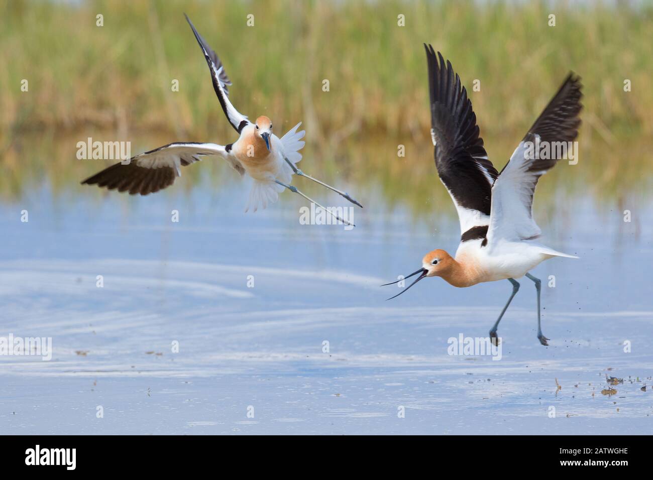 Attack avocet hi-res stock photography and images - Alamy