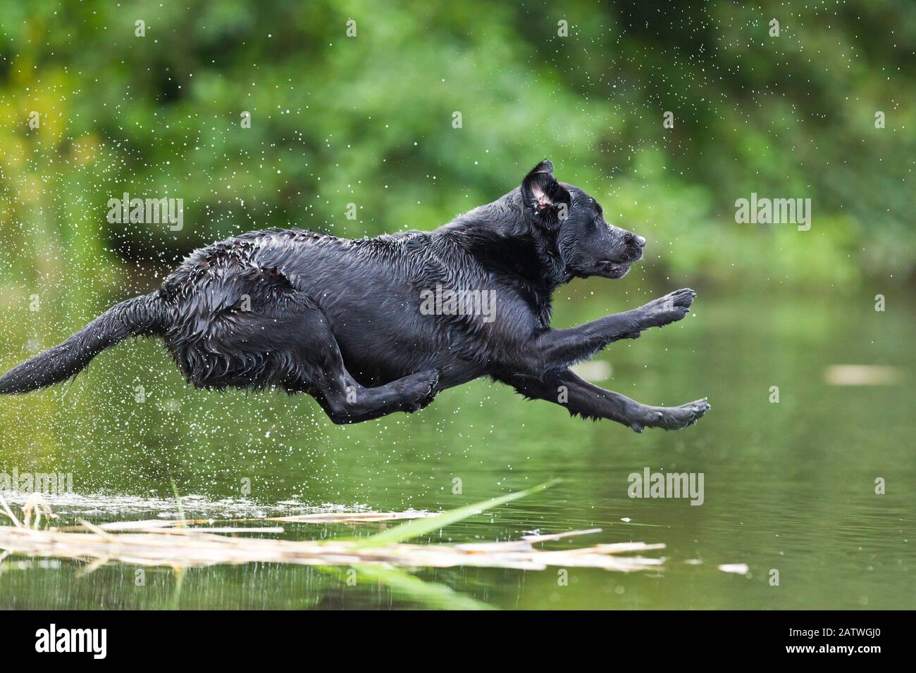 Black labrador retriever jumping into water hi-res stock photography ...
