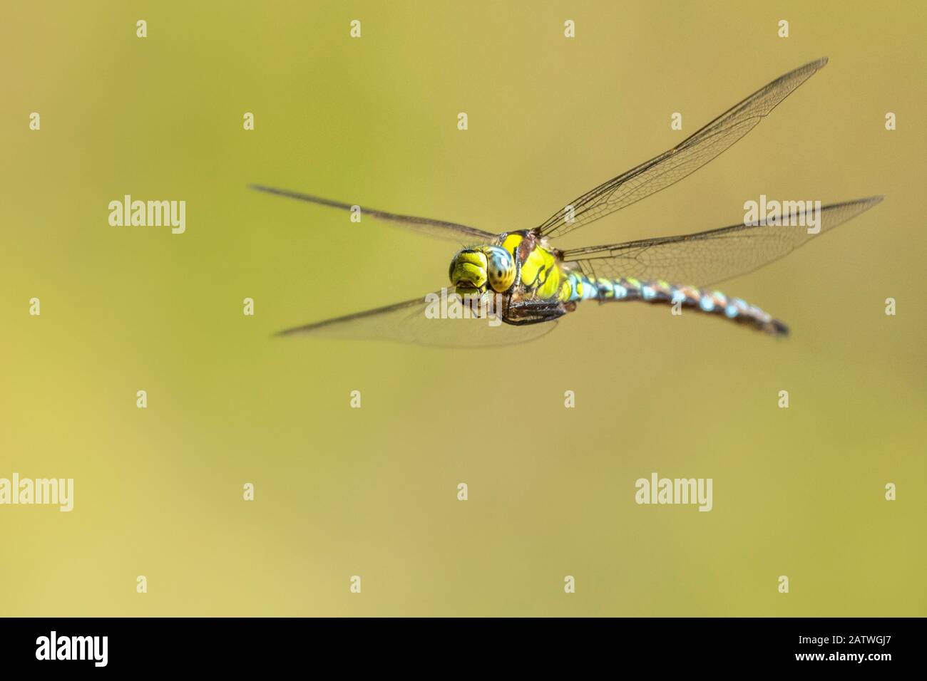 Southern hawker (Aeshna cyanea) dragonfly in flight, Broxwater ...