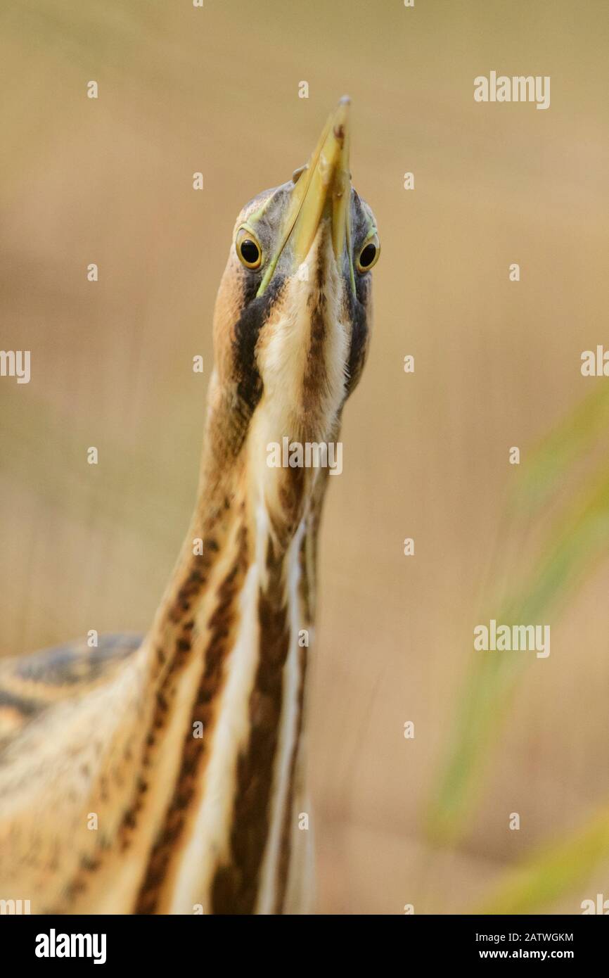 Bittern family hi-res stock photography and images - Alamy