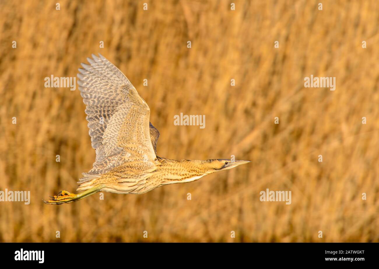Great bittern (Botaurus stellaris) in flight over water. London, UK ...