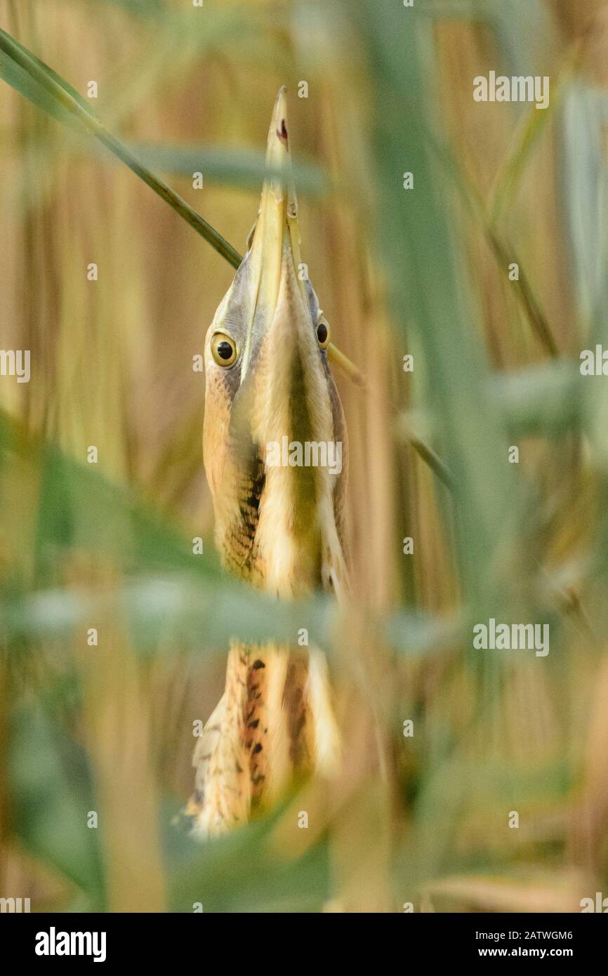 Bittern family hi-res stock photography and images - Alamy