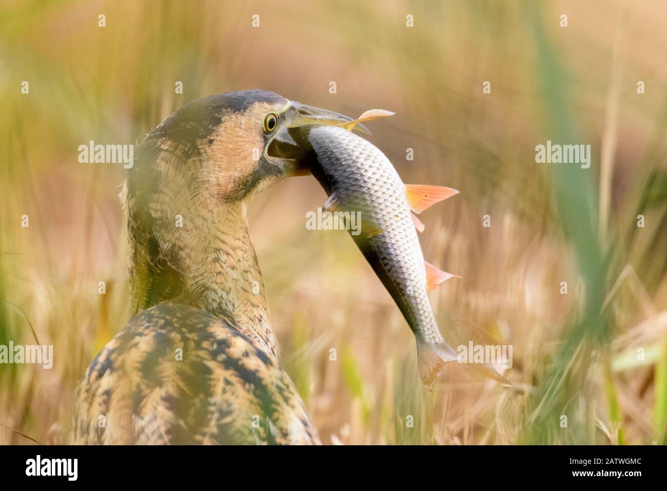 Great bittern (Botaurus stellaris) with recently caught fish prey in ...