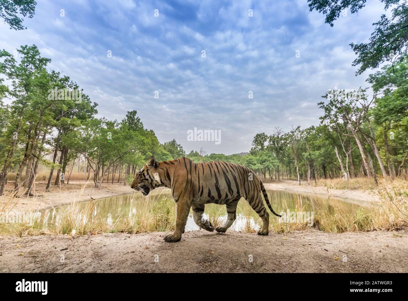 Tiger trap hi-res stock photography and images - Alamy