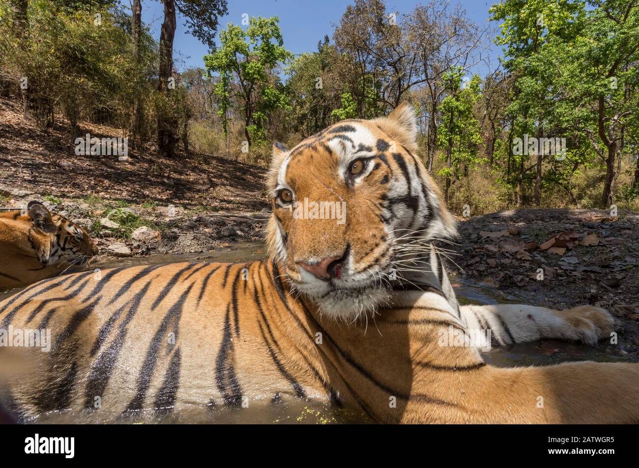 Tiger trap hi-res stock photography and images - Alamy