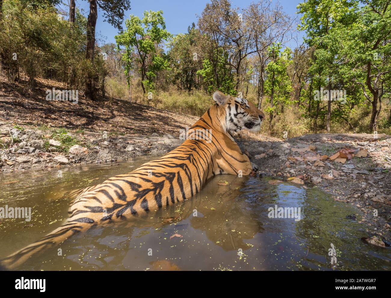 Tiger trap hi-res stock photography and images - Alamy