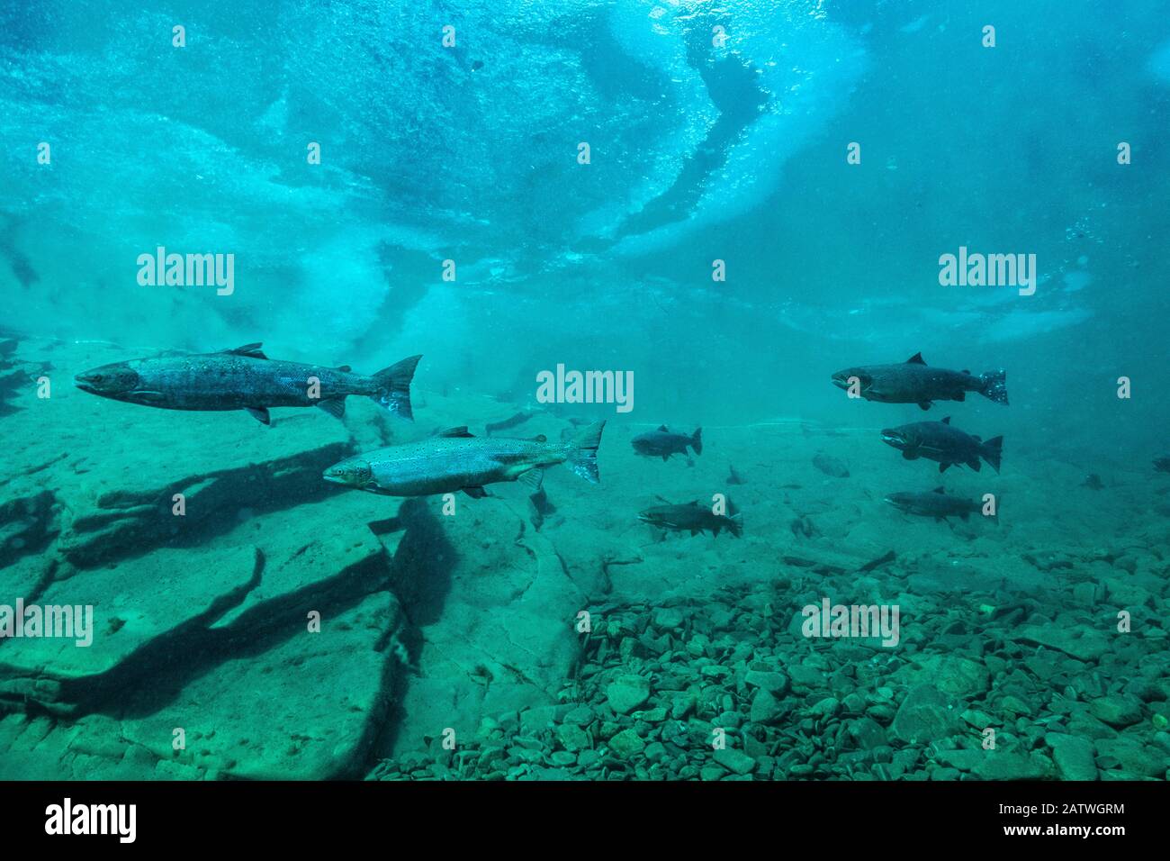 Atlantic salmon (Salmon salar) under river ice. Quebec, Canada. October ...
