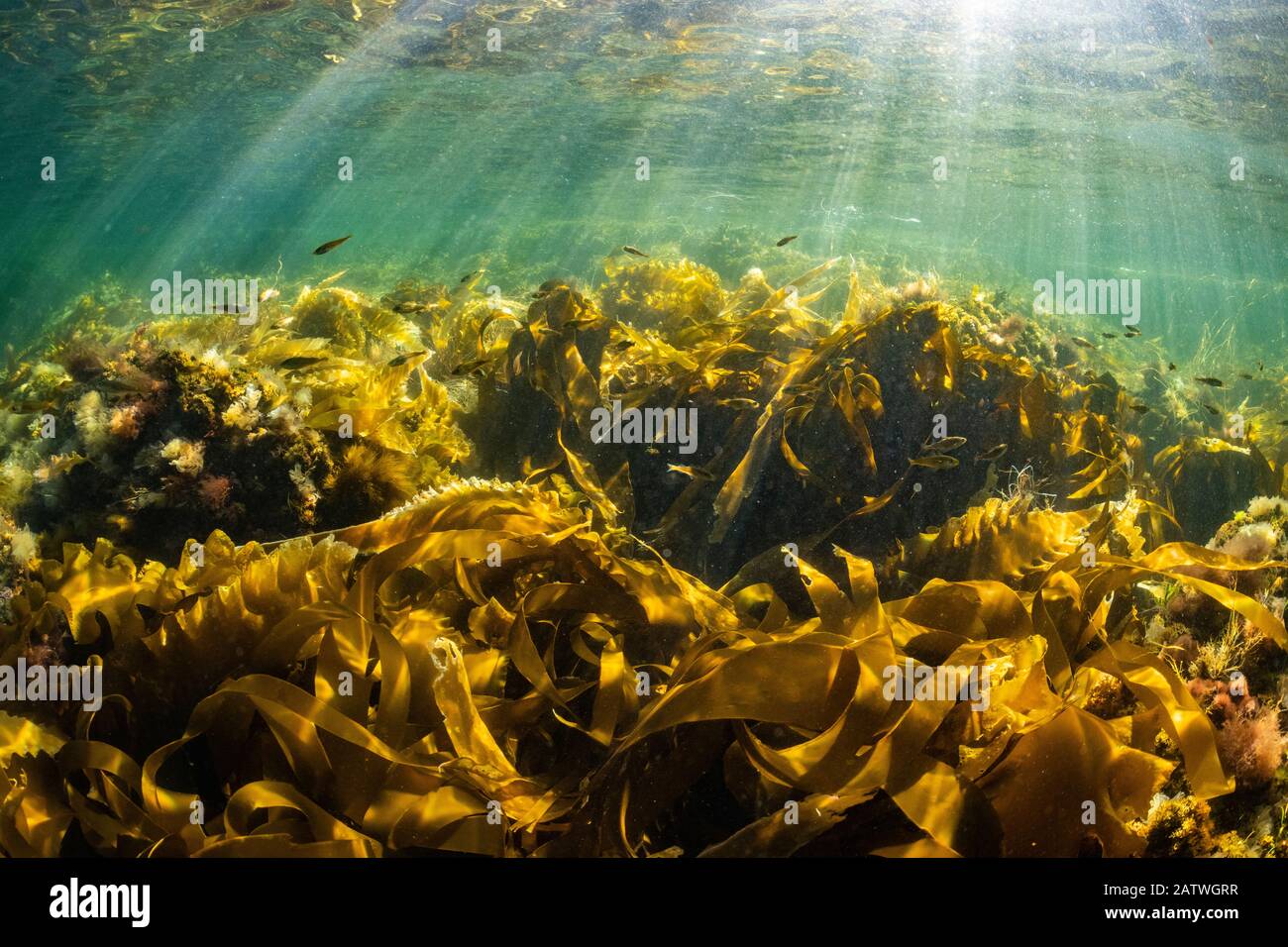 Ling fish hi-res stock photography and images - Alamy