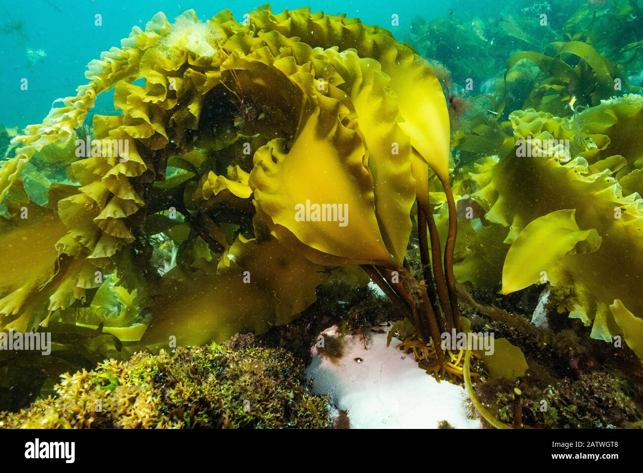 Sugar kelp hi-res stock photography and images - Alamy