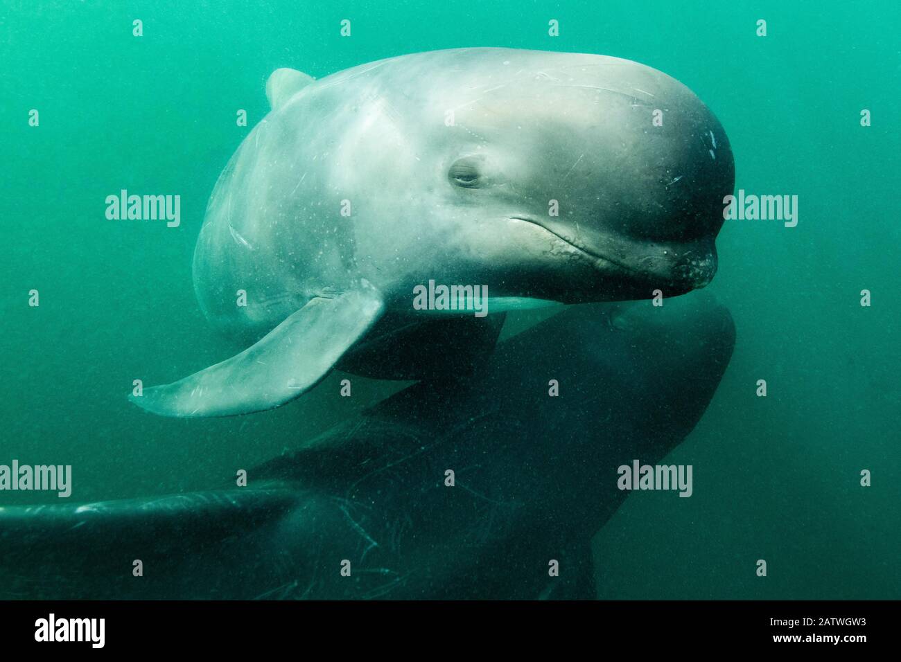 Long Finned Pilot Whale High Resolution Stock Photography and Images ...