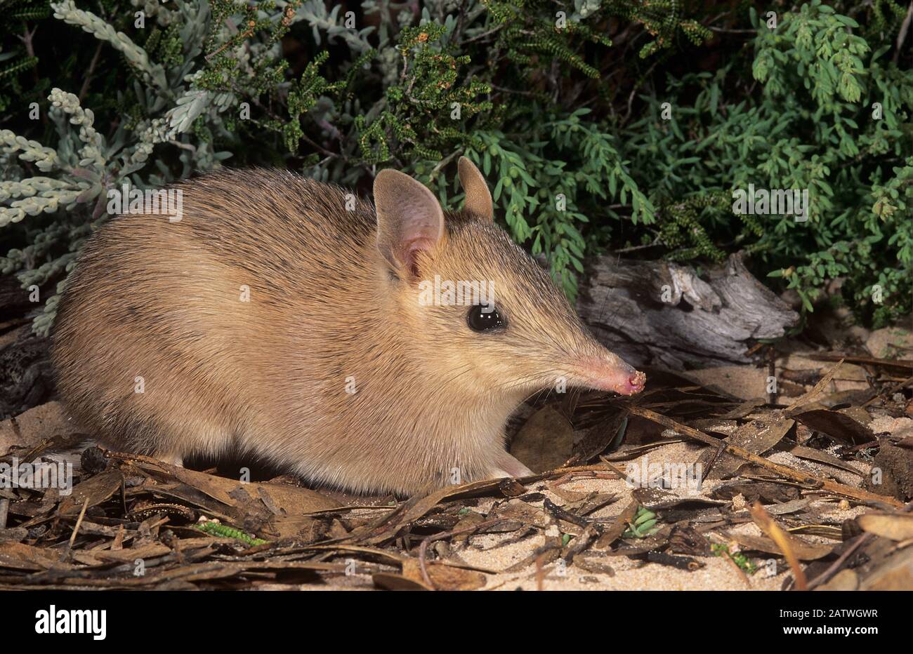 Perameles hi-res stock photography and images - Alamy