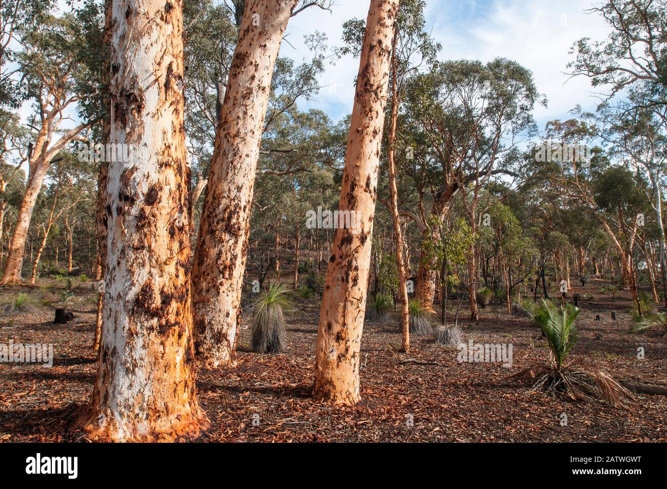 Wandoo (Eucalyptus wandoo), Western Australian endemic plant, Mt. Yetar ...