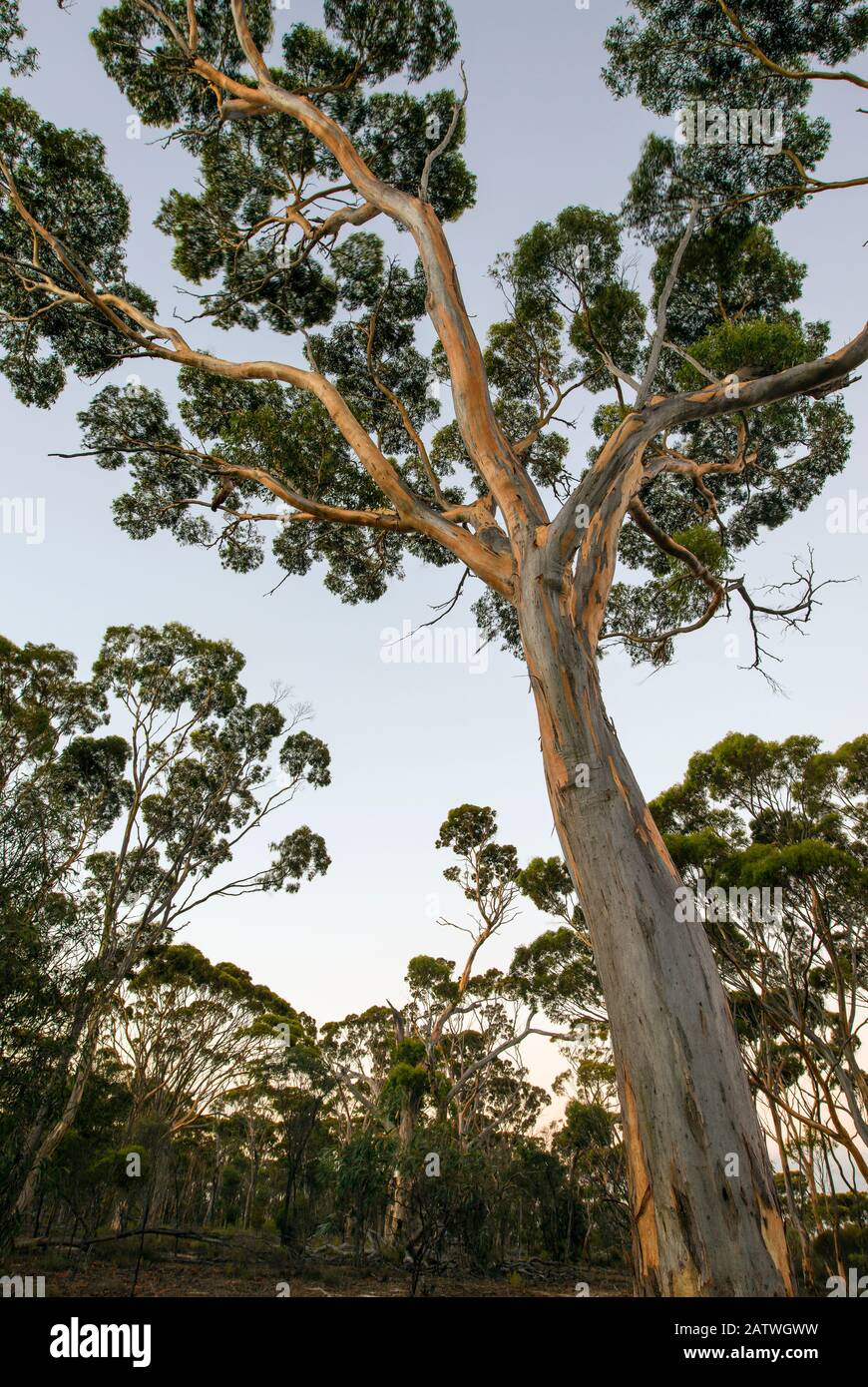 Salmon gum trees eucalyptus salmonophloia hi-res stock photography and ...