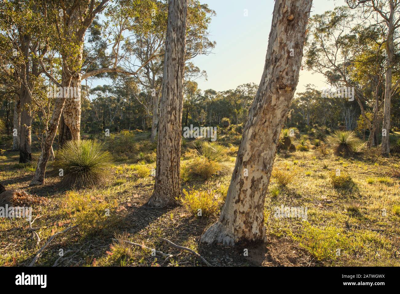 Wandoo (Eucalyptus wandoo), Western Australian endemic plant, Darling ...