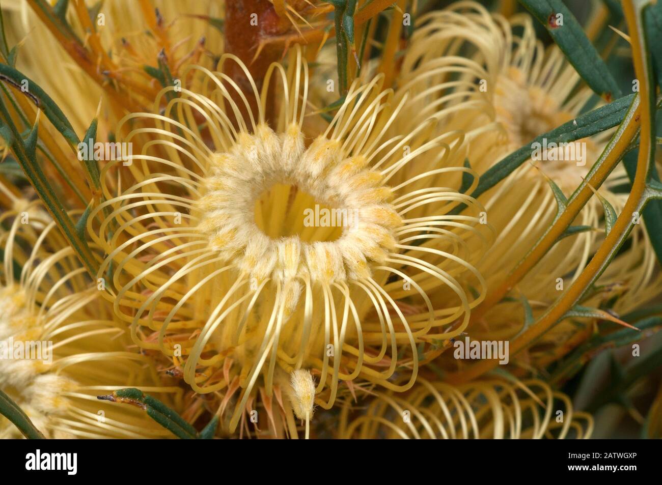 Dryandra flower hi-res stock photography and images - Alamy