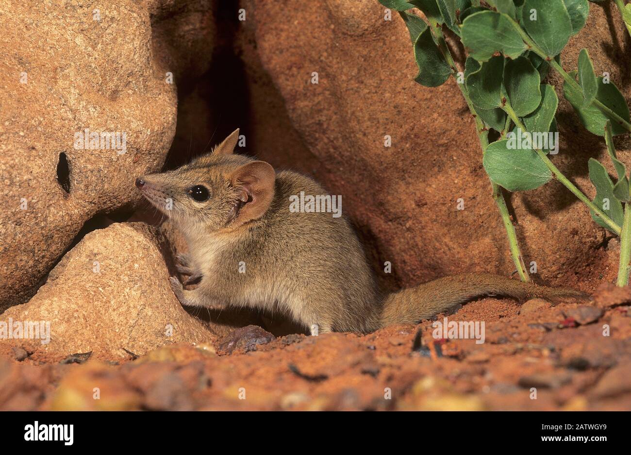 Great Sandy Desert Animals