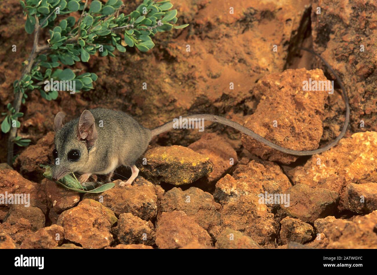 Sminthopsis hi-res stock photography and images - Alamy