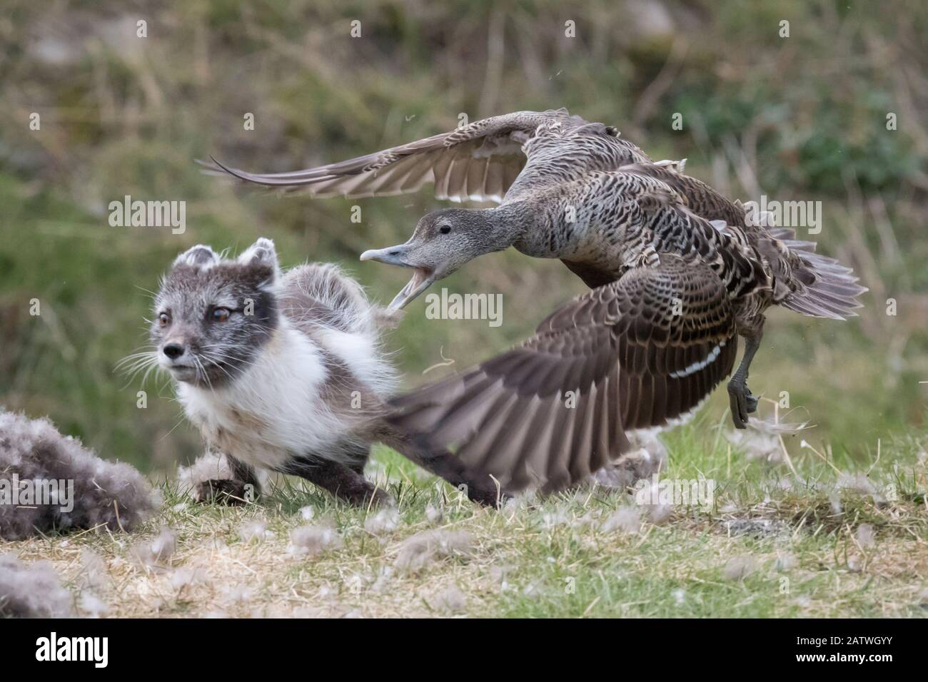 Common eider duck (Somateria mollissima) female defending her nest from ...