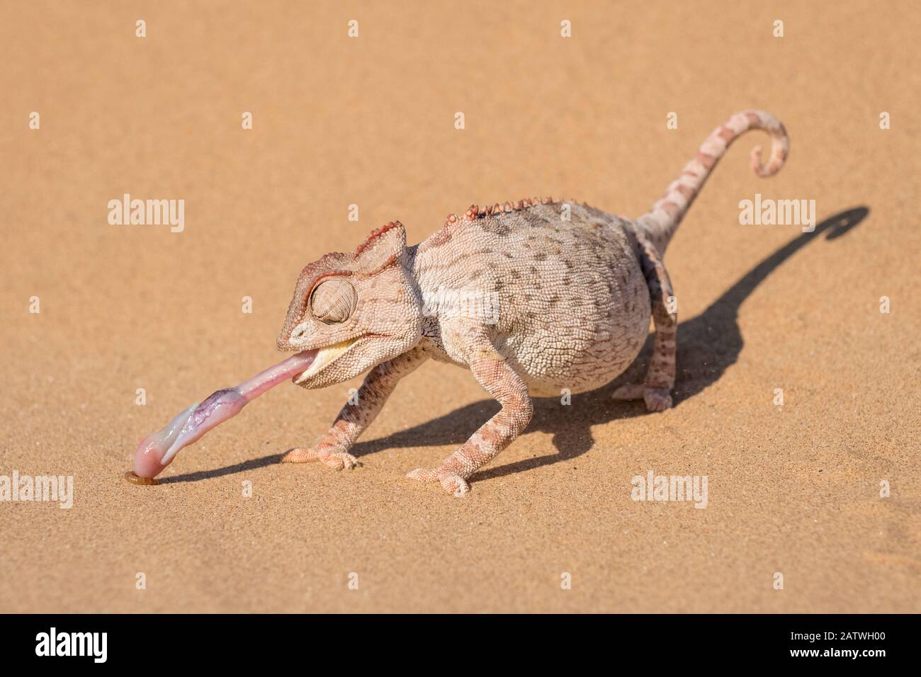 Namaqua chameleon (Chamaeleo namaquensis) catching larvae with its ...